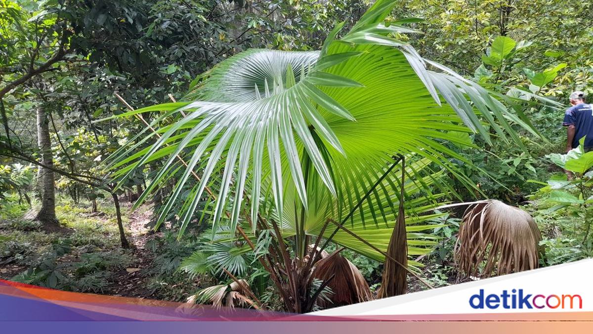 Tradisi Lebaran Ketupat dari Gorontalo: Bagi-bagi Dodol Dibungkus Daun Woka
