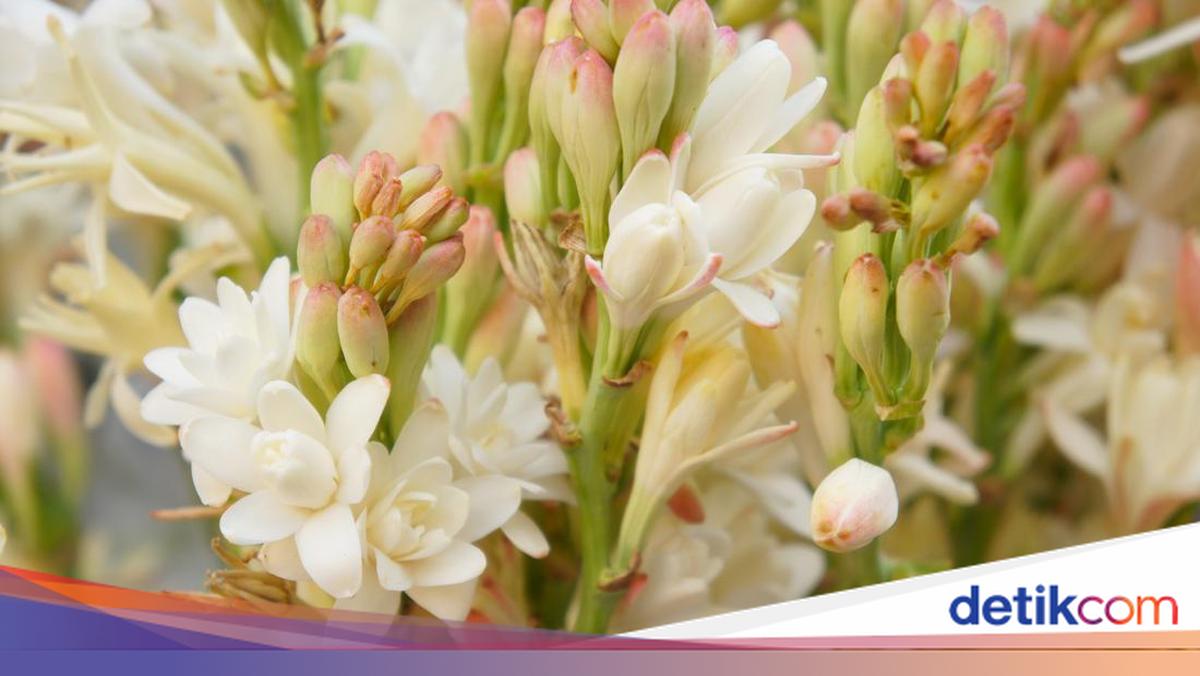Mitos Bunga Layu di Rumah Bisa Bawa Sial, Begini Penjelasan dalam Islam
