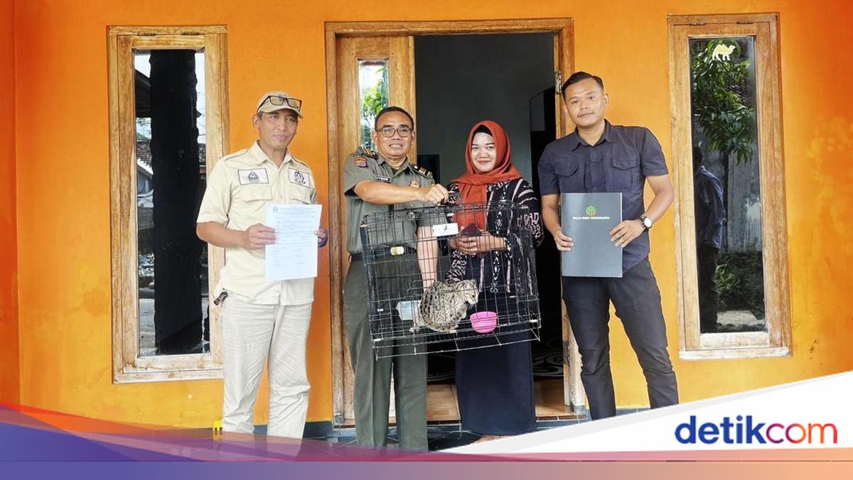 Warga Sleman Serahkan Kucing Kuwuk ke BKSDA Usai Adopsi 3 Pekan