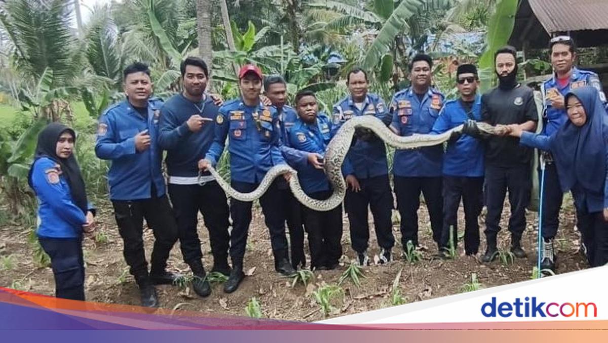 Ular Piton 4 Meter Dievakuasi Usai Teror Kandang Ternak Sapi di Bone