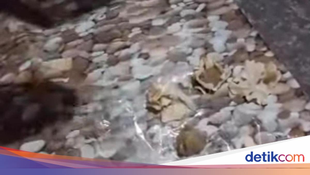 Heboh Siomay MBG di Nganjuk Keras Seperti Batu Bikin SPPG Minta Maaf