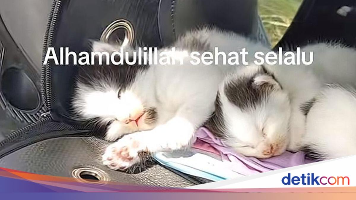 Viral Pria Mudik Denpasar-Ciamis Naik Motor, Bawa Kucing dan Anak-anaknya