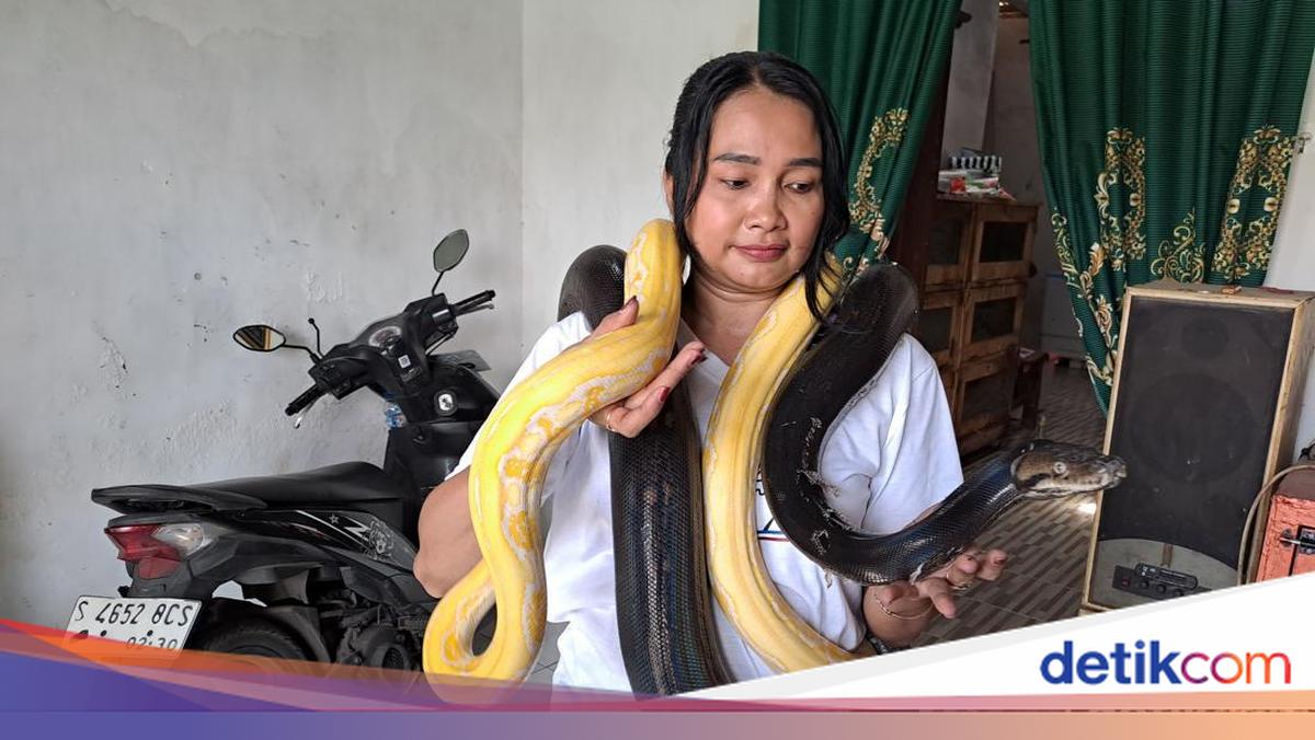 Bak 'Ratu Ular', Perempuan di Jombang Pelihara 17 Piton Berbagai Jenis