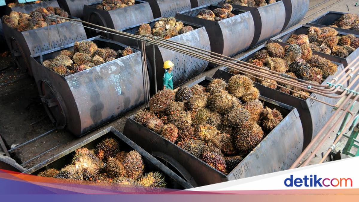 Petani Sawit Buka Suara soal Badan Ekspor, Ingatkan Potensi Monopoli