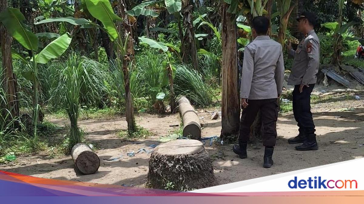Polres Pinrang Usut Judi Sabung Ayam di Suppa Diduga Dibekingi Aparat