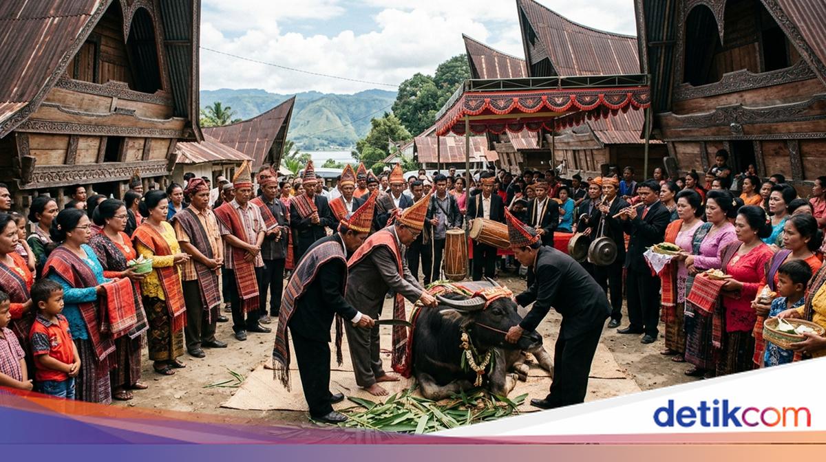 Mangalahat Horbo, Tradisi Sembelih Kerbau di Batak Toba