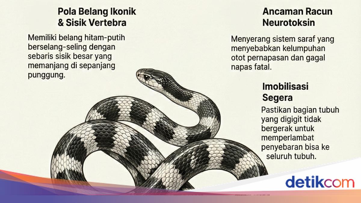 Mengenal Ular Weling: Ciri, Bahaya, dan Cara Penanganan