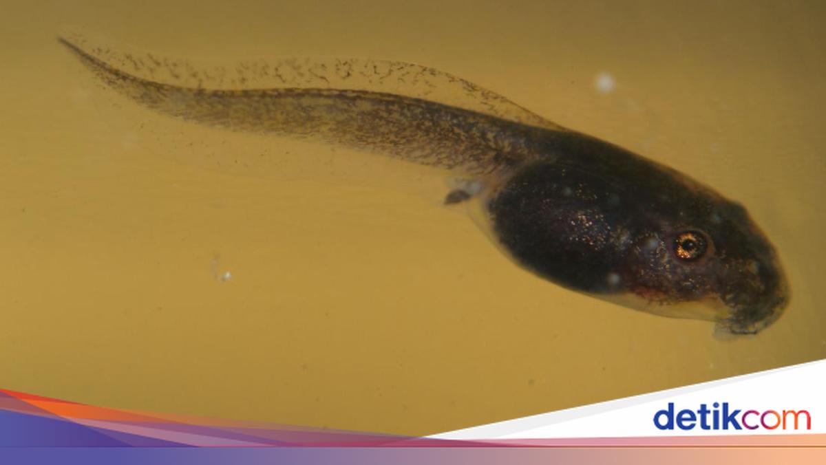 Rahasia Kecebong Bisa Tumbuhkan Lagi Anggota Tubuh Terkuak