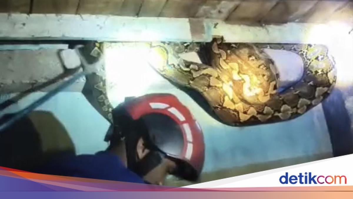 10 Bau Alami yang Bikin Ular Enggan Mendekat ke Rumah