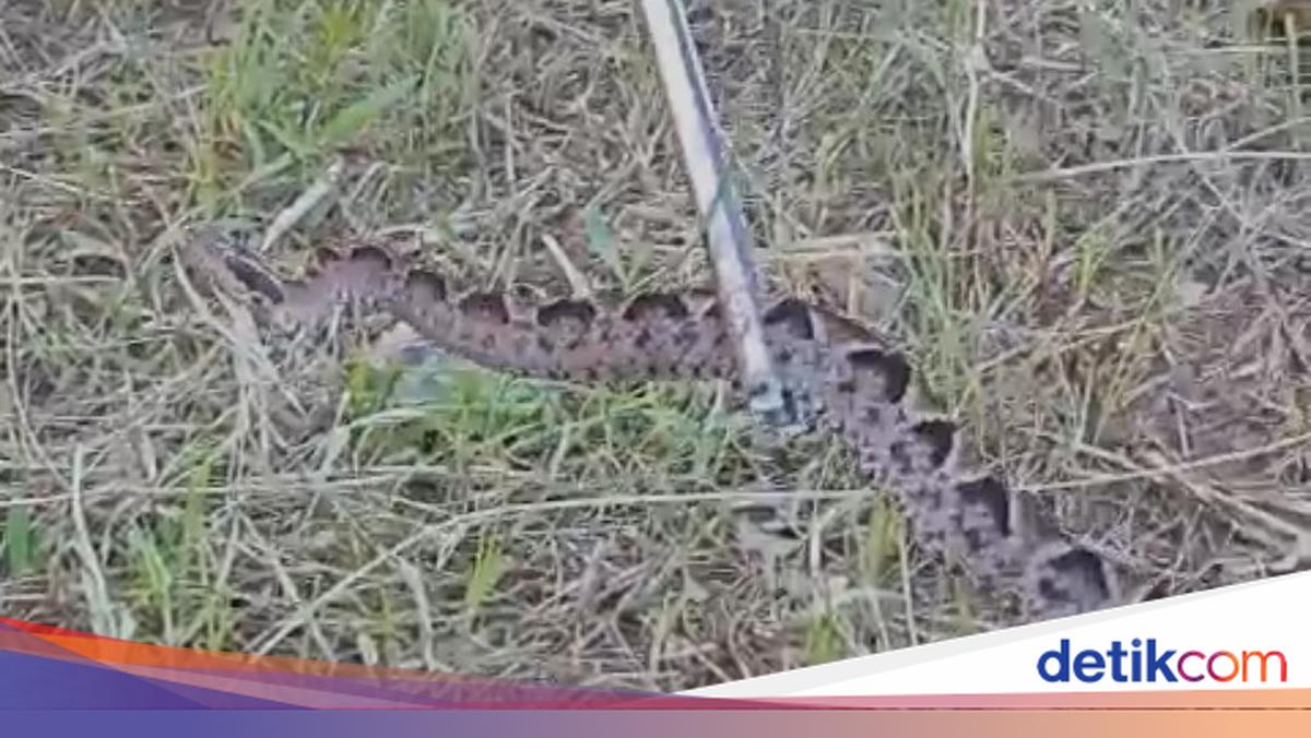 Penampakan Ular Gibug yang Kabur Usai Gigit Pencari Rumput di Brebes