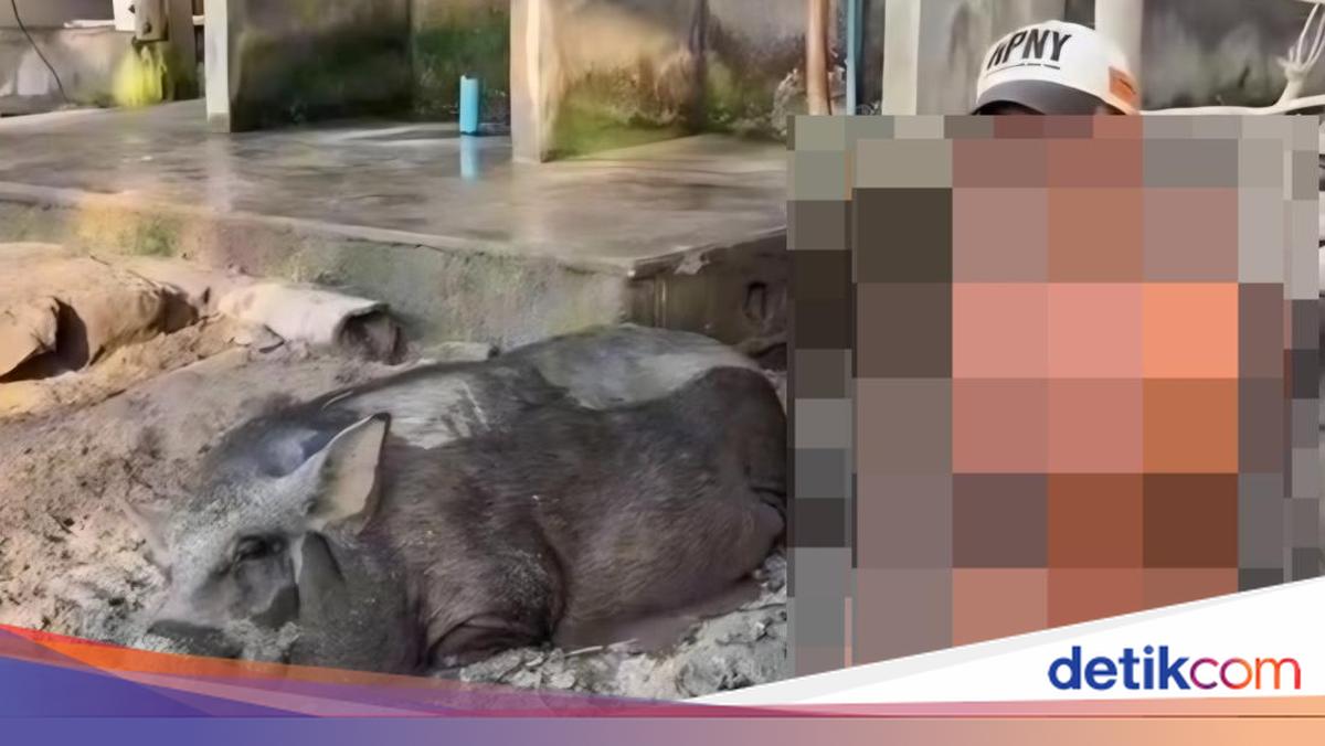 Viral Bule Mandi Lumpur Bareng Babi di Bali