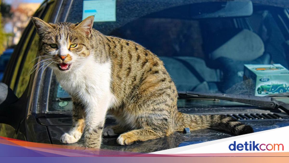 5 Cara Mencegah Kucing Naik Mobil yang Mudah dan Efektif, Bisa Pakai Cabai!