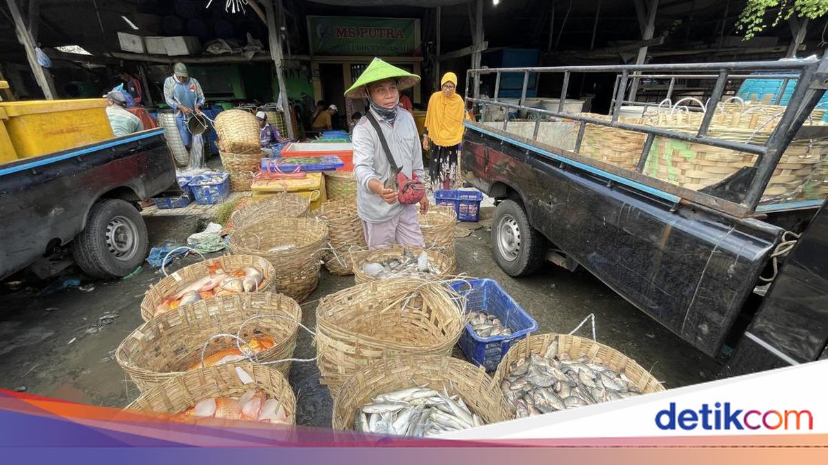 Harga Ikan Tawar di Lamongan Anjlok 50%, Petani-Pengepul Menjerit