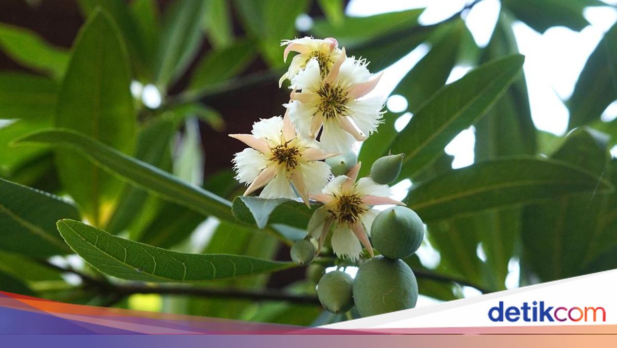 Ini Pohon Rejasa, Flora Identitas Salatiga yang Kaya Manfaat tapi Makin ...