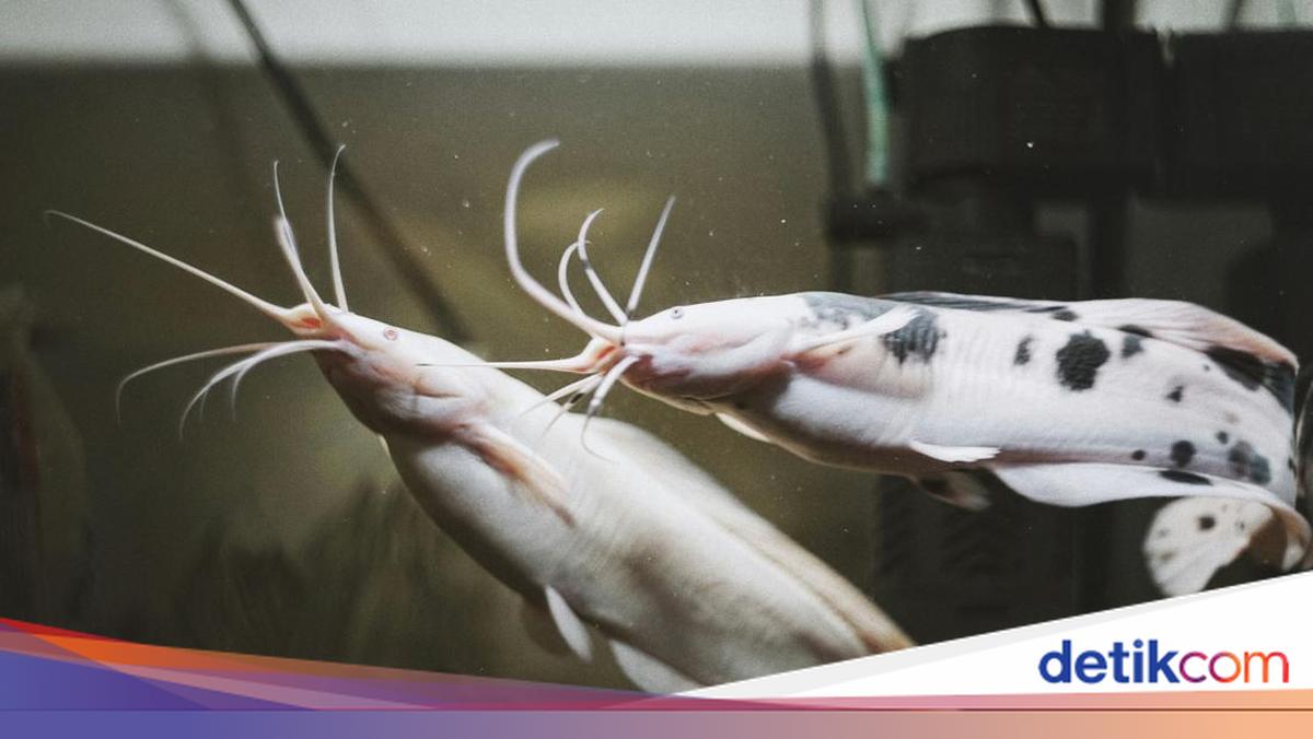 Benarkah Ikan Lele Makan Kotoran? Cek Fakta Ilmiah dan 6 Mitosnya!