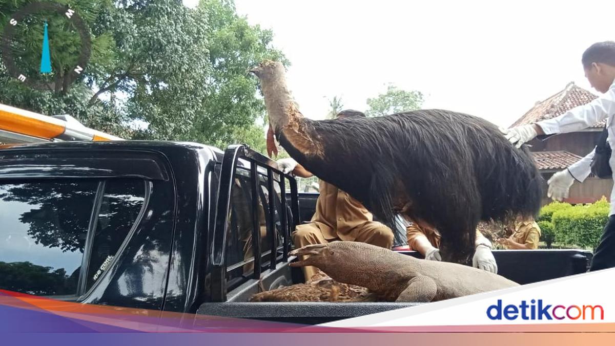 BKSDA Sumsel Terima 19 Opsetan Satwa Dilindungi dari Museum Balaputra Dewa