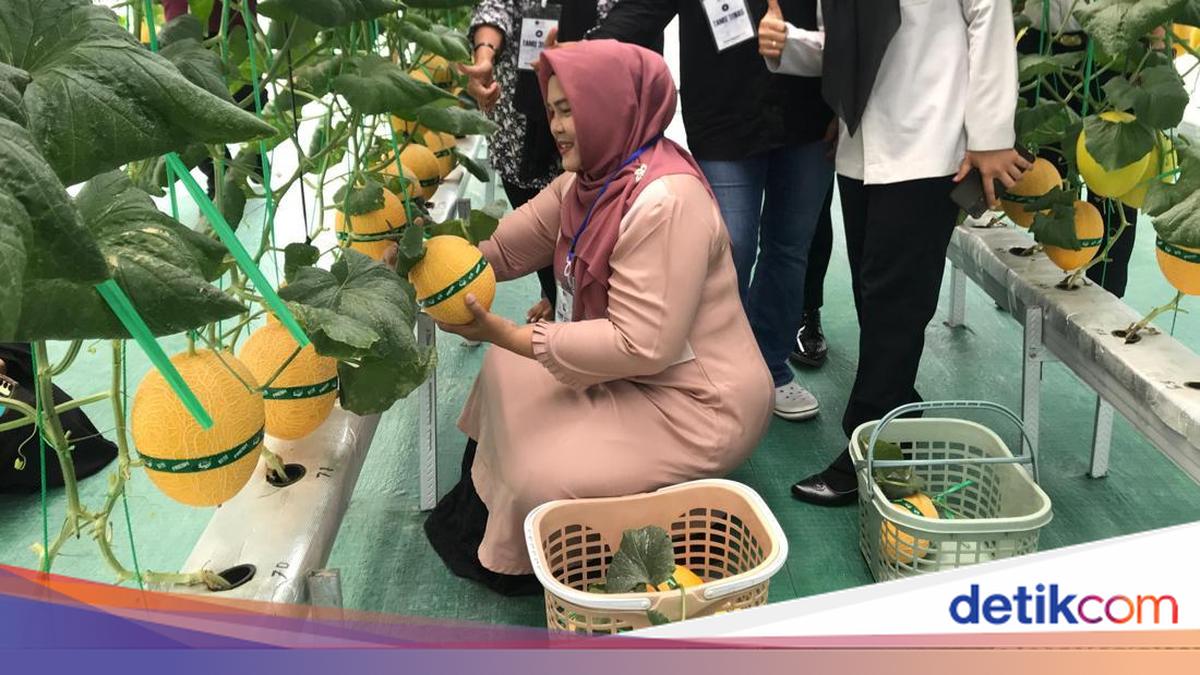 Laris Manis! Ratusan Melon di Rutan Boyolali Ludes Dipetik Pengunjung