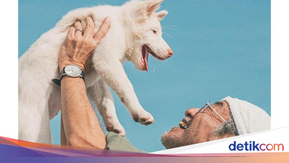 GOHAN Tayang di XXI 14 Mei, Angkat Kisah Haru Seekor Anjing