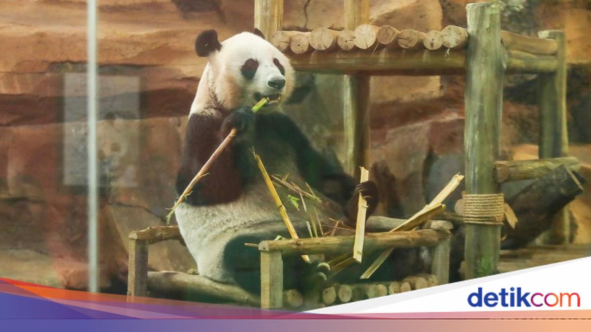 Rio, Anak Giant Panda Pertama yang Lahir di Indonesia, Akhirnya Bisa ...