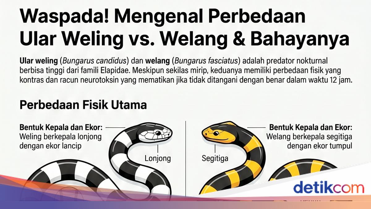 Infografis: Bahaya dan Perbedaan Ular Weling dan Welang