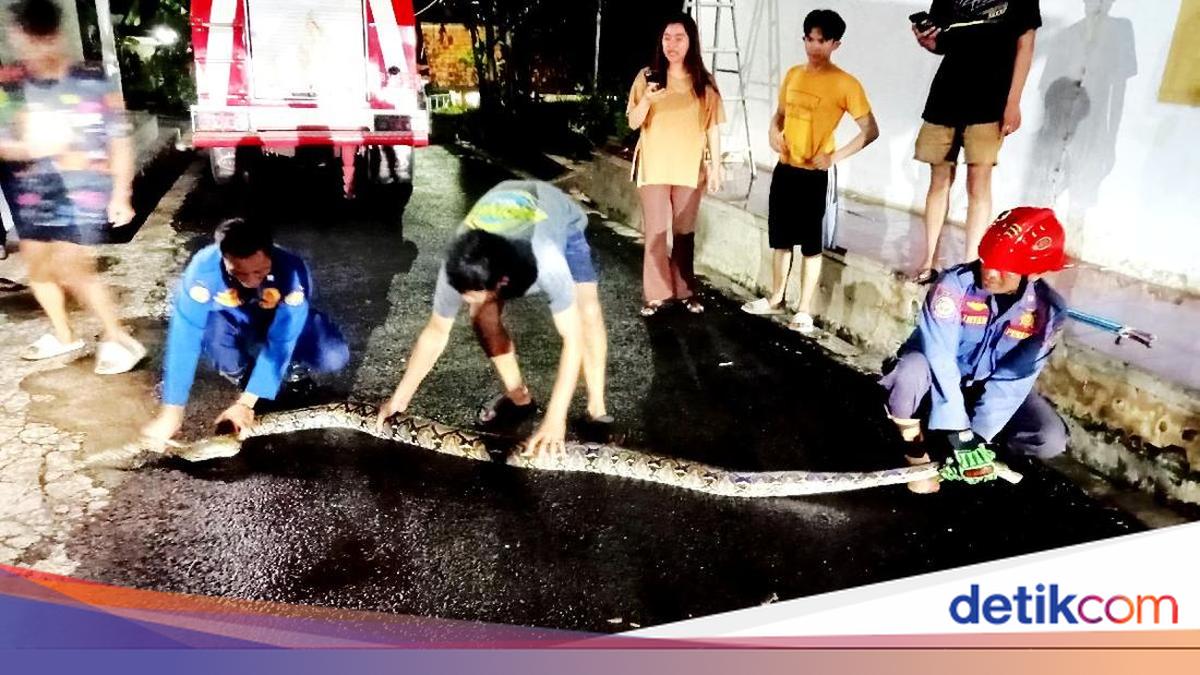 Mencekam! Ular Sanca Raksasa Masuk Permukiman Warga Ciamis