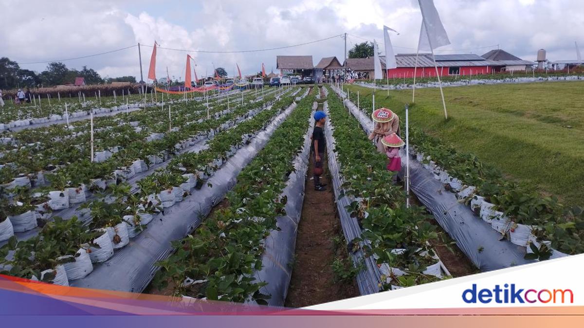 Sensasi Wisata Petik Buah di Pulau Dewata
