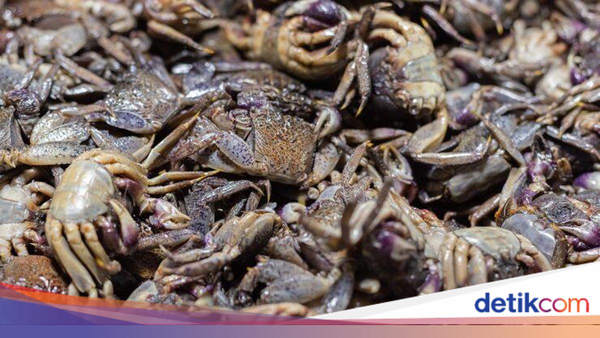 Cita Rasa Makhi Koi, Kepiting Fermentasi Ala Pontianak