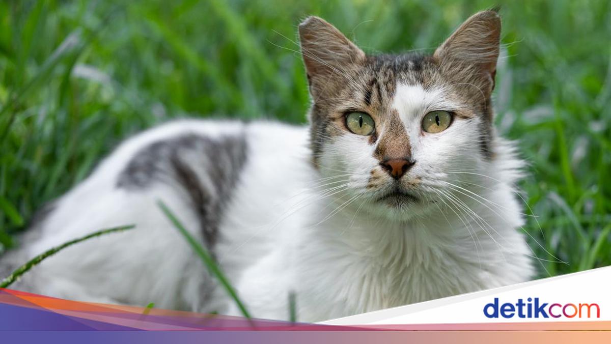 Kucing Liar Suka Masuk ke Rumah? Letakkan Tanaman Ini biar Ogah Balik Lagi