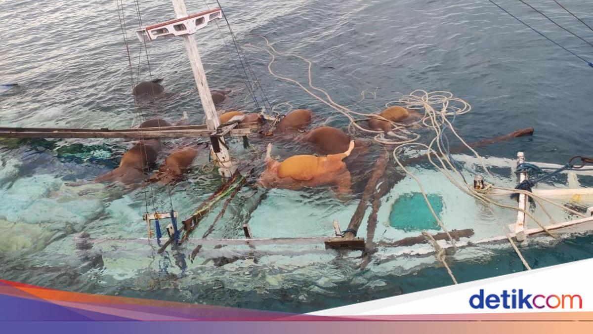 13 Sapi Mati Akibat Kapal Tenggelam di Selayar Ternyata Hewan Kurban
