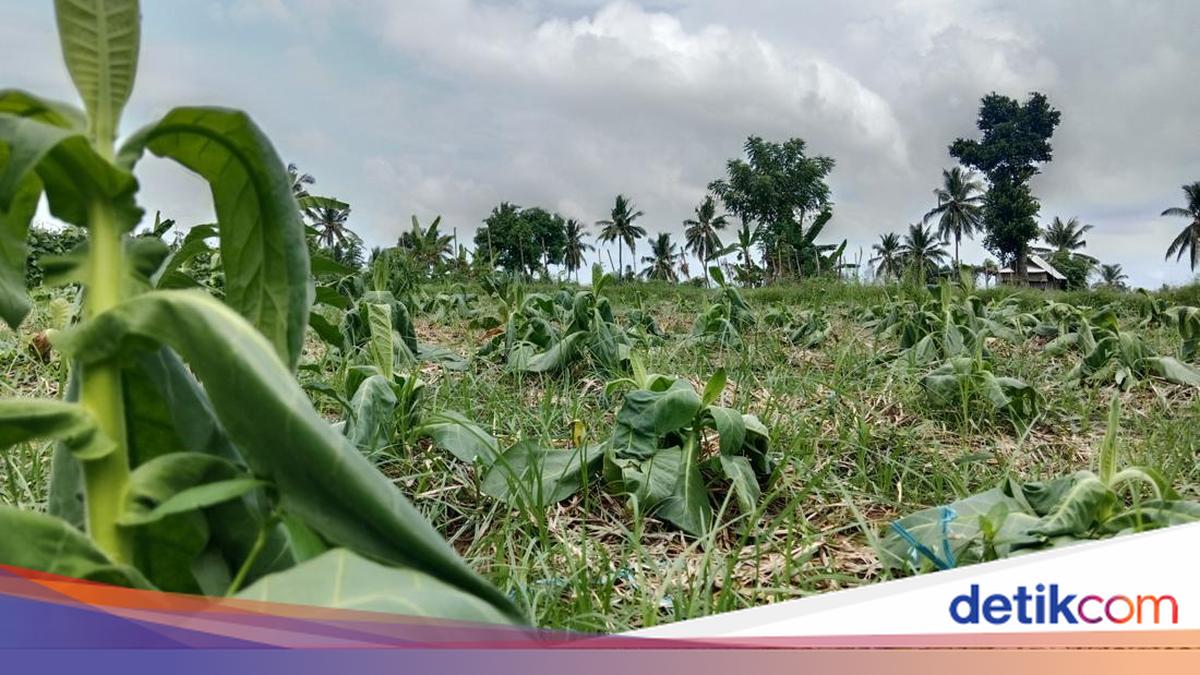 Cuaca Tak Menentu, Petani Tembakau di Lombok Timur Terancam Gagal Panen