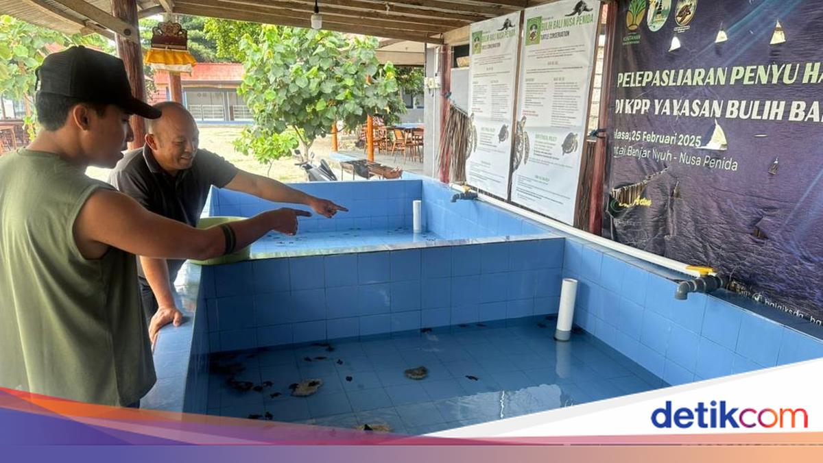 84 Tukik di Nusa Penida Hilang, Ternyata Masuk Septic Tank
