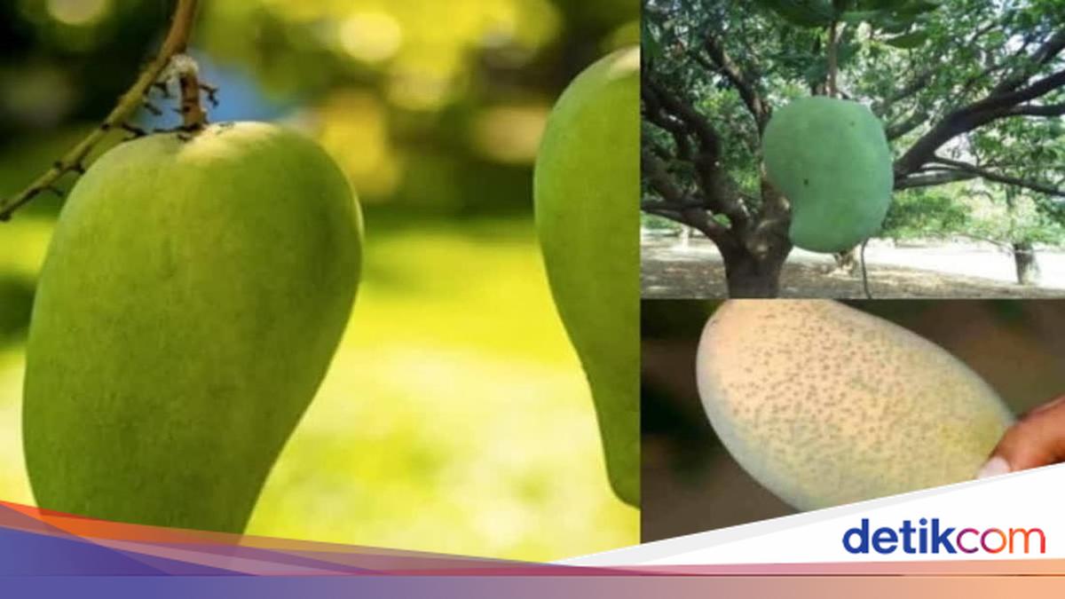 Beratnya 5 Kilogram, Mangga Jumbo Ini Dibanderol Rp500 Ribuan