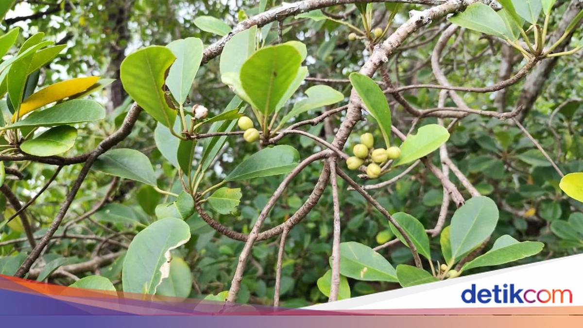 Mangrove Langka yang Jadi Habitat Bekantan Terancam Punah, Terdapat 527 ...