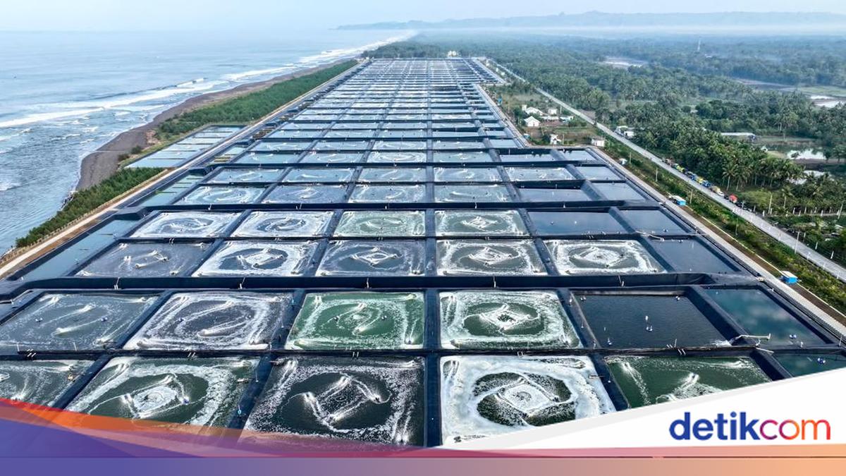 Tambak Udang di Kebumen Hasilkan 40 Ton Per Ha, Prabowo: Sangat Menjanjikan