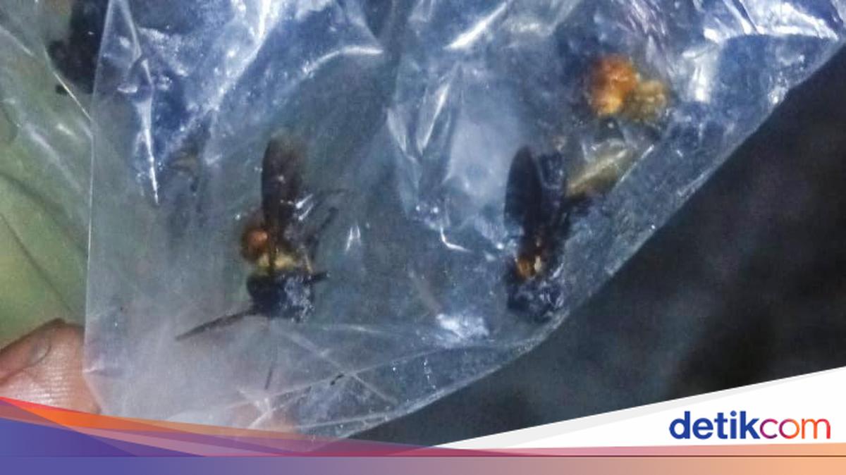 2 Nenek Dikeroyok Lebah Hutan di Karangnongko Klaten hingga Opname