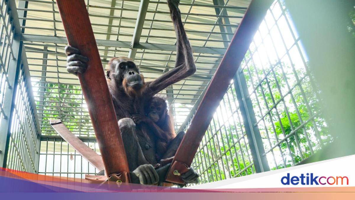 Kondisi Terkini Orang Utan yang Ditemukan Kurus Kering 2023 Lalu