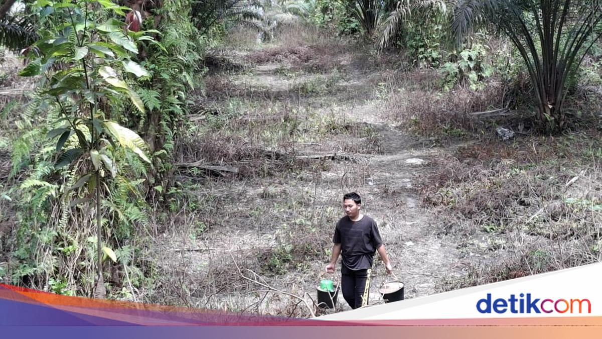 Harga Sawit Anjlok, Petani di Riau: Pupuk Naik, Harga Jatuh