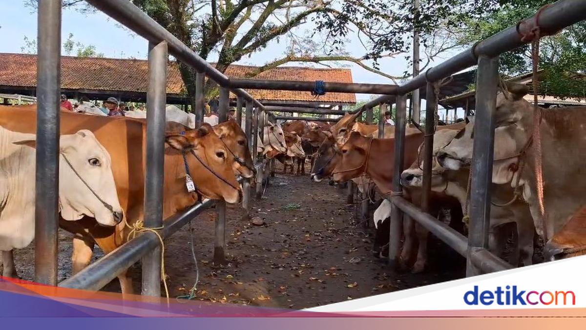 Jelang Idul Adha, Harga Sapi Kurban di Purwakarta Melonjak