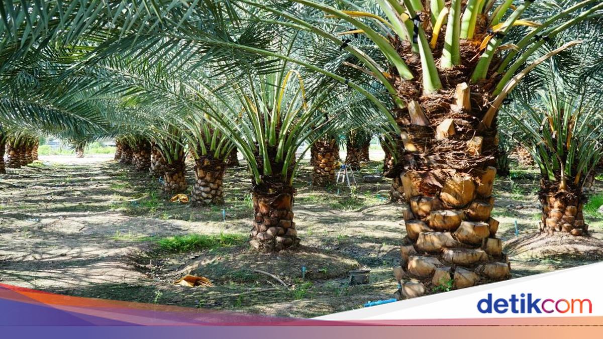 Kata Pengusaha soal Kebijakan Ekspor Sawit-Batu Bara Lewat DSI