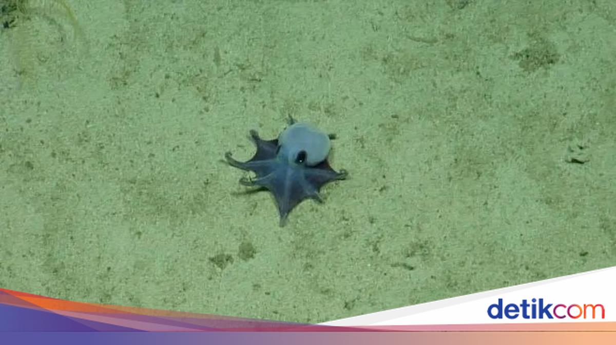 Ilmuwan Temukan Spesies Gurita Baru Warna Biru yang Menggemaskan