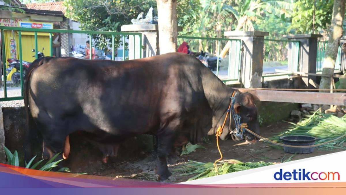 Prabowo Kurban Sapi Limousin di Blora, Bobotnya 1,1 Ton
