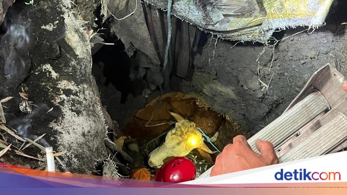 Sapi Kurban di Mojokerto Nyemplung Septic Tank, Damkar Evakuasi 3 Jam Lebih