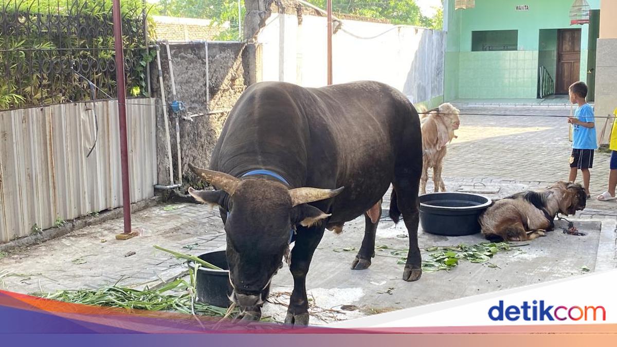 Gagahnya Kliwon, Sapi Hitam 1,1 Ton Kurban Prabowo di Semarang