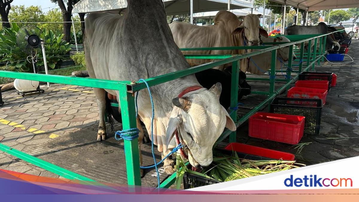 Potret Sapi Kurban Presiden Prabowo Subianto di Masjid Al Akbar Surabaya