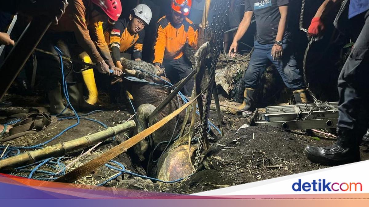 Sapi Kurban Nyemplung Septic Tank di Mojokerto, Evakuasi Dramatis 3 Jam