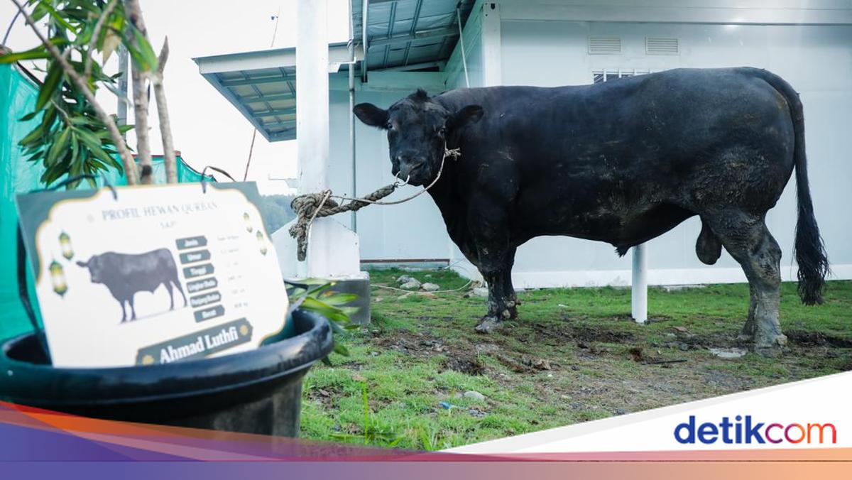 Gubernur Jateng Salurkan Sapi Kurban 906 Kg ke Warga Huntara Tegal