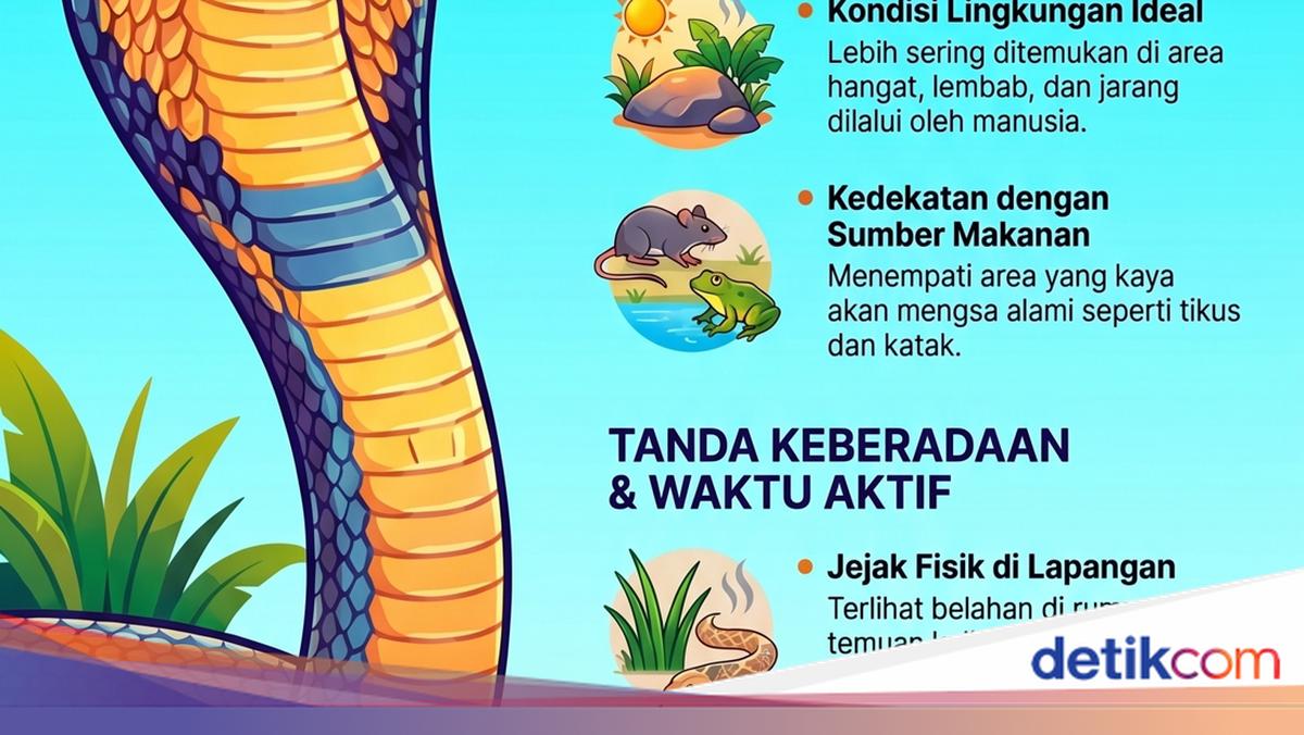 Infografis: Tanda-tanda Ada Ular Kobra di Dekat Anda
