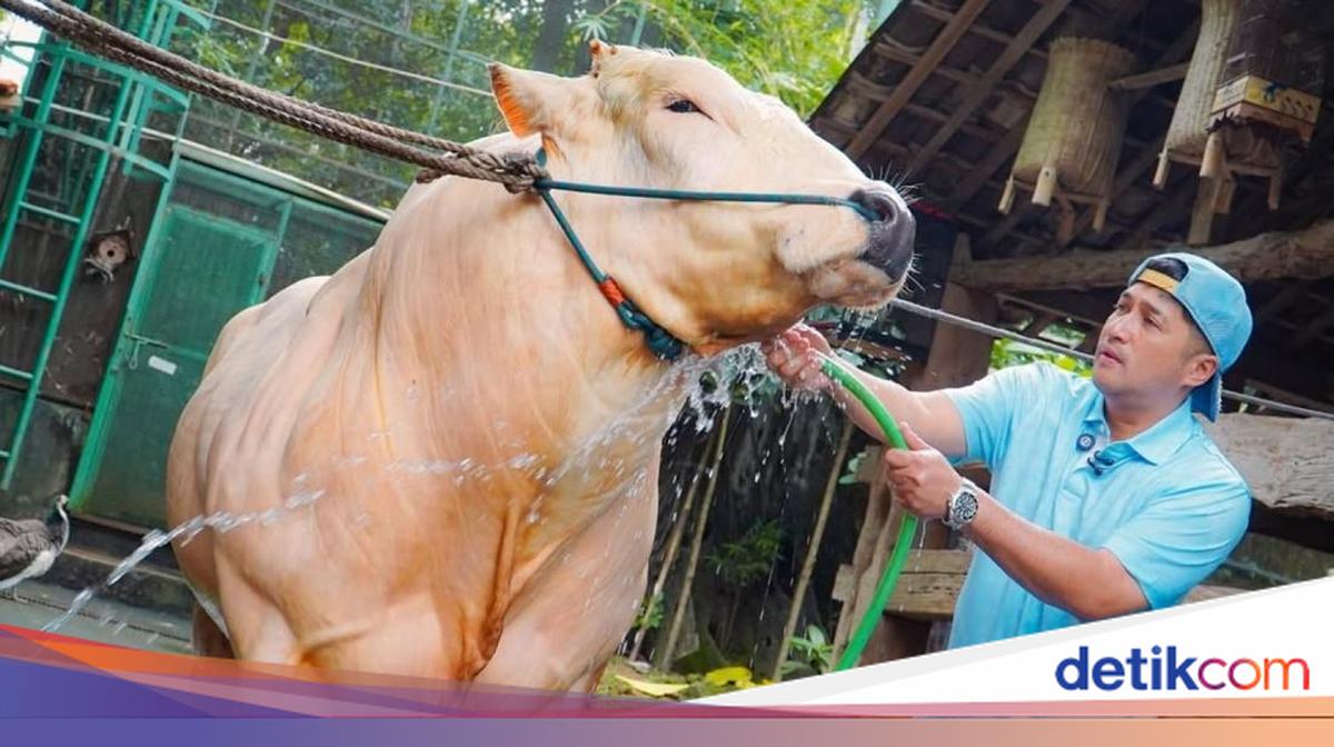 Viral Hewan Kurban Irfan Hakim 2026, Ada Sapi 'Popeye' dan Kerbau Prabowo