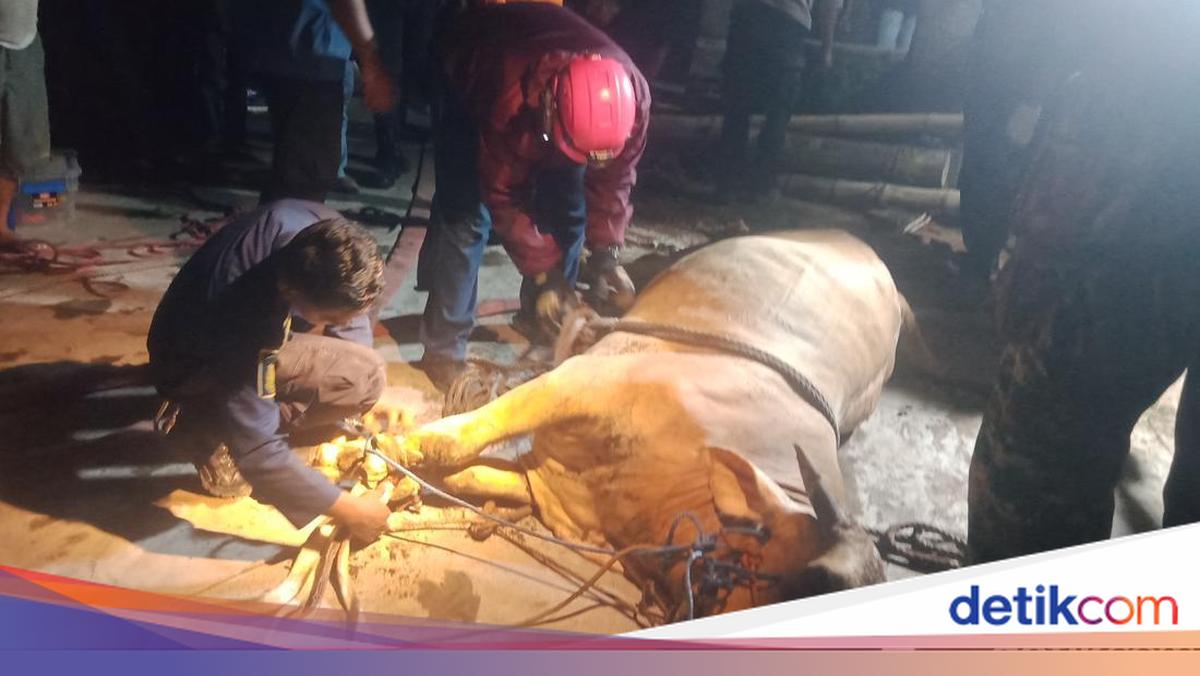 Sapi Kurban Tercebur Sumur di Wonosari Klaten Akhirnya Mati