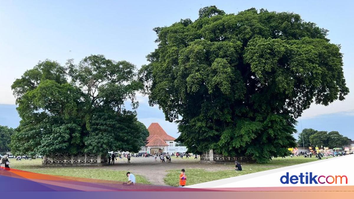 Mitos di Alun-alun Kidul, Lewati Pohon Beringin Maka Keinginan Akan ...